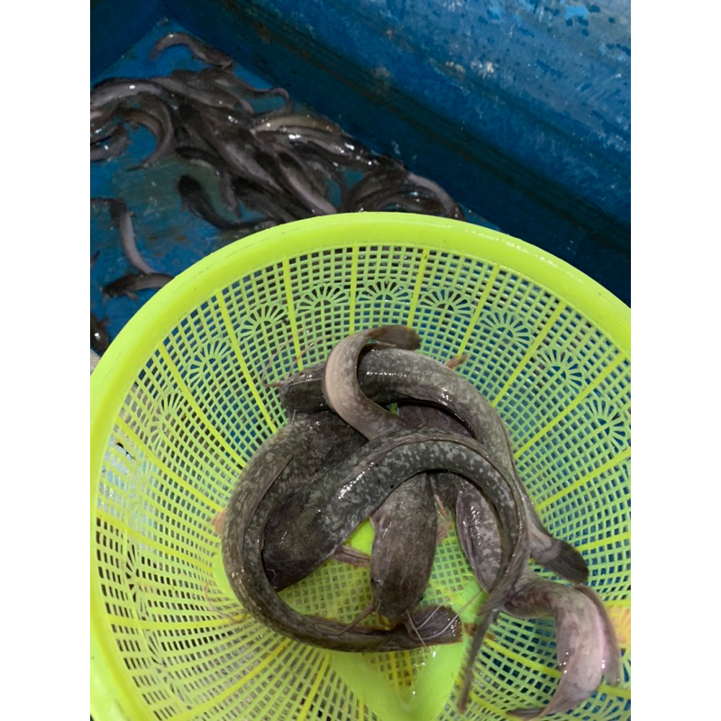 Jual IKAN LELE KONSUMSI 1 KG (SEGAR/FRESH DARI KOLAM) | Shopee Indonesia