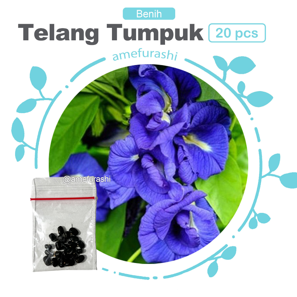 Jual Amefurashi 10 Benih Biji Bibit Bunga Peony Mix Paeonia Lactiflora ...