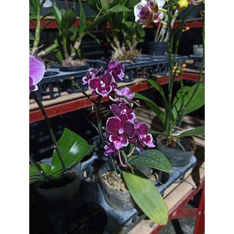 Jual anggrek bulan mini marun | Shopee Indonesia