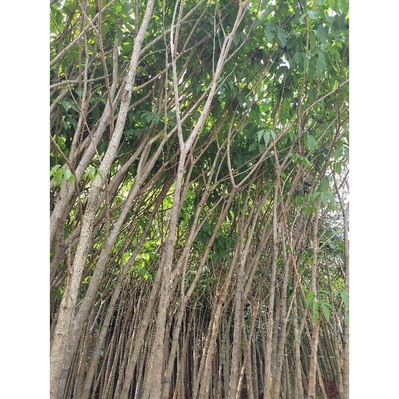 Jual pohon tabebuya bunga pink tinggi 3-4 meter | Shopee Indonesia