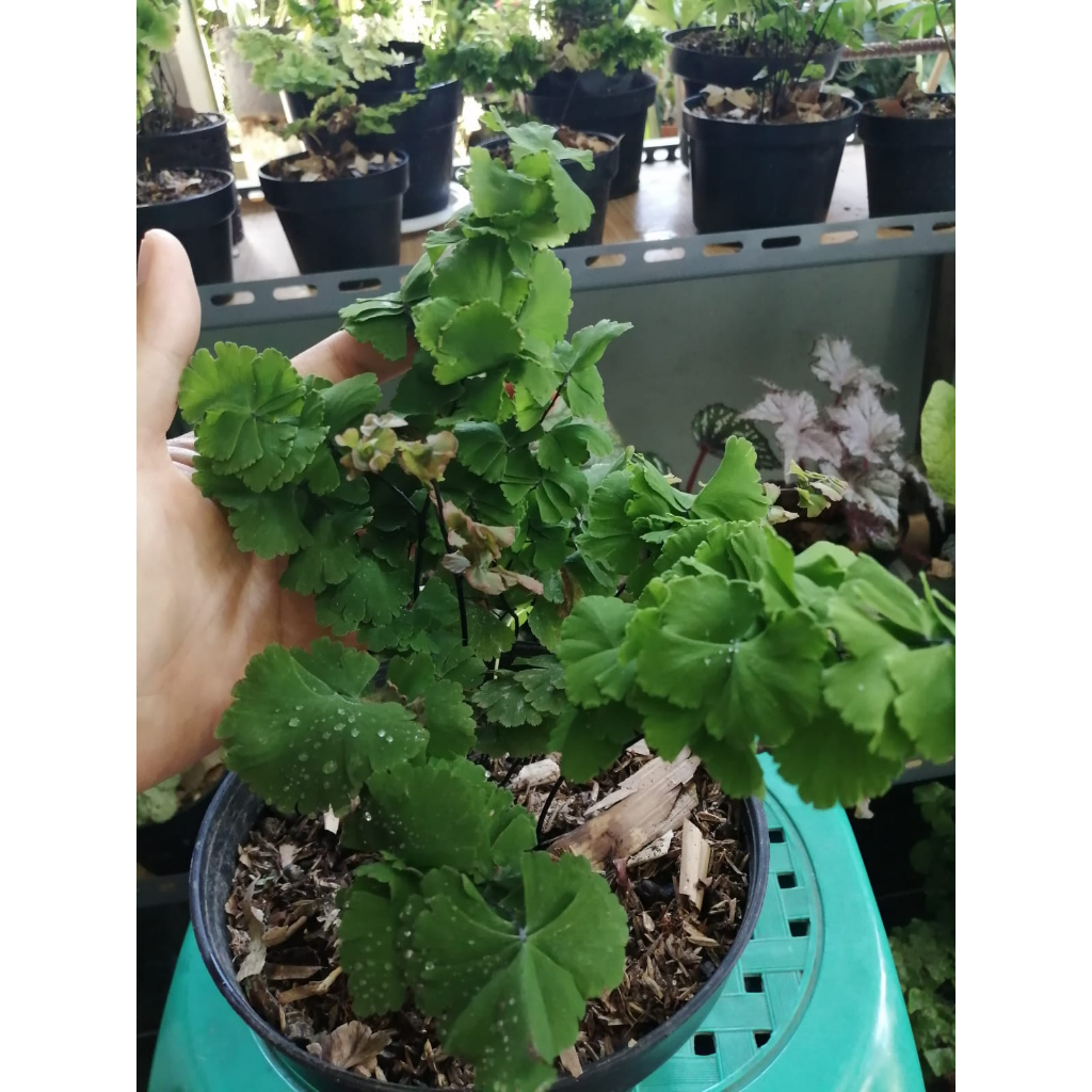 Jual suplir merpati/adiantum/fern/tumbuhan paku/spora | Shopee Indonesia