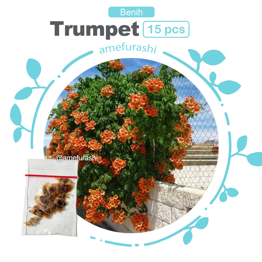 Jual Amefurashi 15 Biji Benih Bibit Bunga Trumpet Creeper Vine Tanaman ...