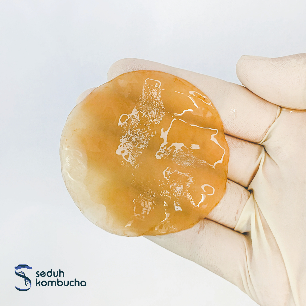 Jual Bibit Scoby Kombucha diameter 6 - 7 cm Jamur Dipo | Shopee Indonesia