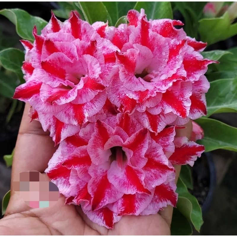Jual TANAMAN HIAS ADENIUM KAMBOJA JEPANG BUNGA TUMPUK LSA BELLE ...