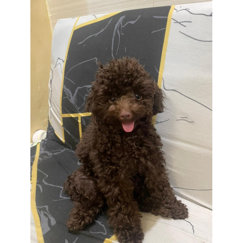 Jual Choco toy poodle (warna jarang) | Shopee Indonesia