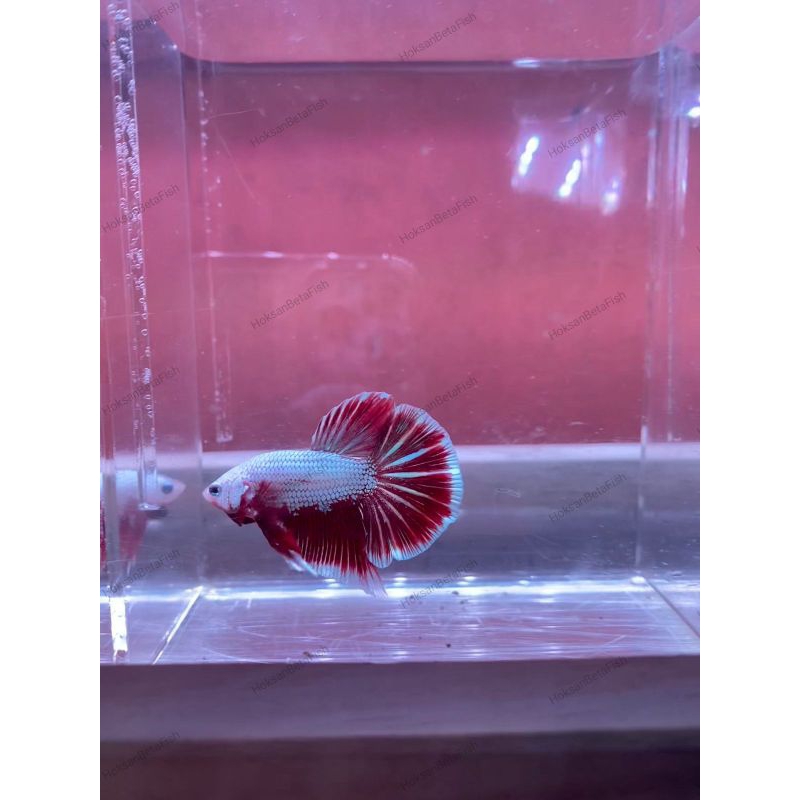 Jual cupang/betafish - halfmoon plakat red dragon(HMPK) | Shopee Indonesia