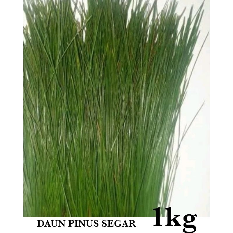 Jual DAUN PINUS SEGAR 1kg | Shopee Indonesia