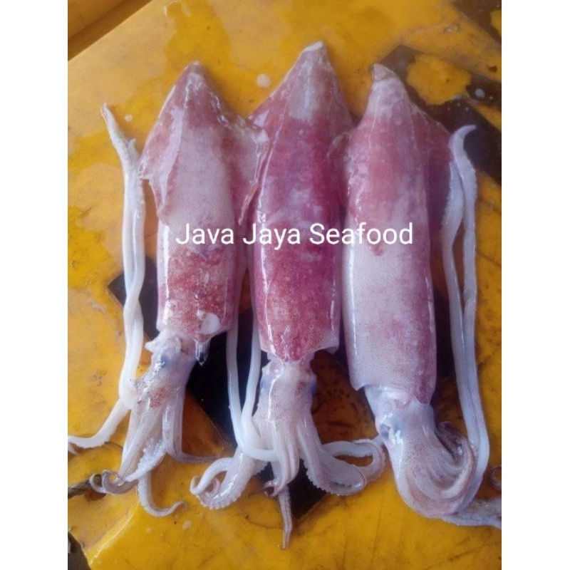 Jual Cumi cumi / Cumi loligo / Cumi teropong / Cumi segar | Shopee ...