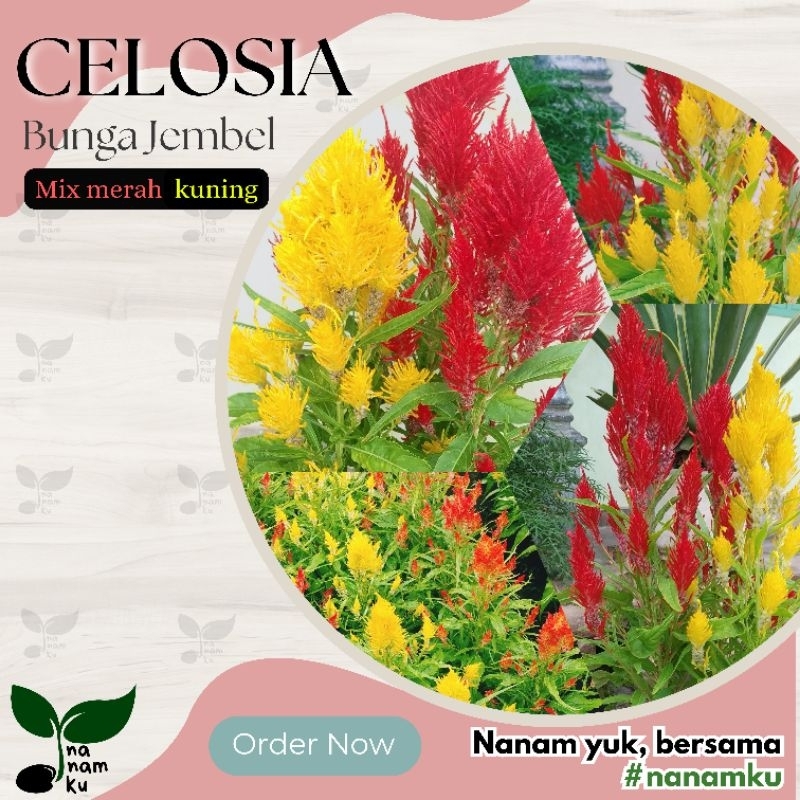 Jual Benih atau Biji Bunga Celosia Mix Kuning dan Merah 100 biji (bunga ...