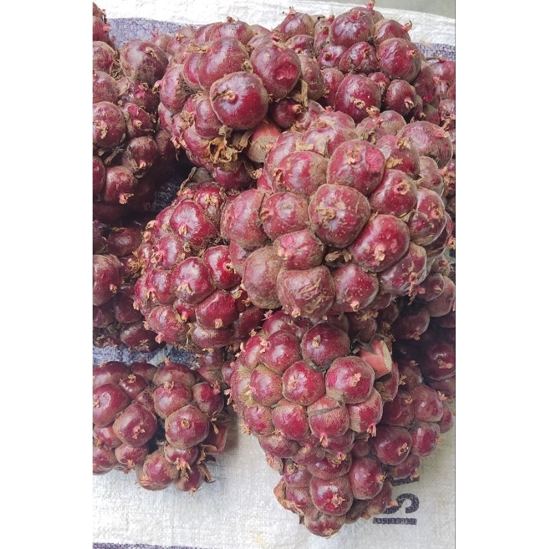 Jual Buah Honje Merah Segar/ Honje Laka Fresh Buat Bahan Rujak 1 Kg ...