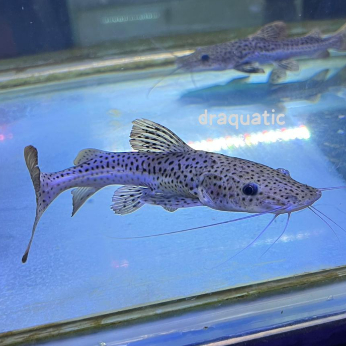 Jual ikan leopard catfish predator aquarium | ikan hias kolam aquarium ...