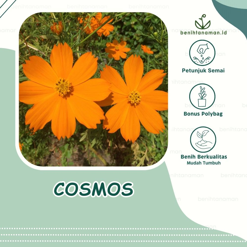 Jual 20 Biji - Benih Bunga Cosmos Oranye | Shopee Indonesia