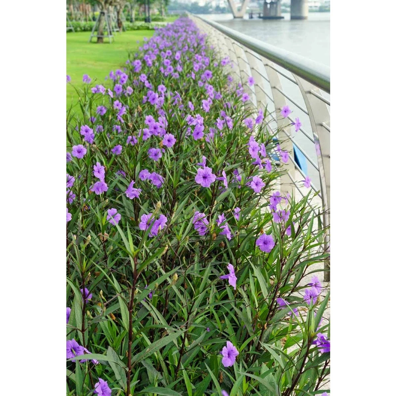 Jual Tanaman hias Rawelia bunga ungu | Ruellia Mexicana Pitunia ...