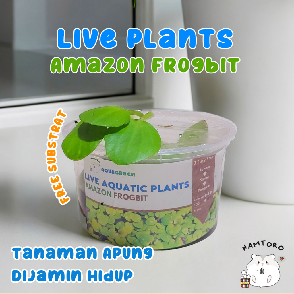 Jual Hamtoro Amazon Frogbit Tanaman Air Hidup Aquascape/Terrarium ...
