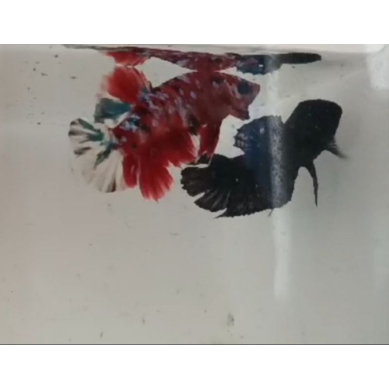 Jual Ikan Cupang Tipe Nemo - Umur 2 Bulan - Ukuran L | Shopee Indonesia