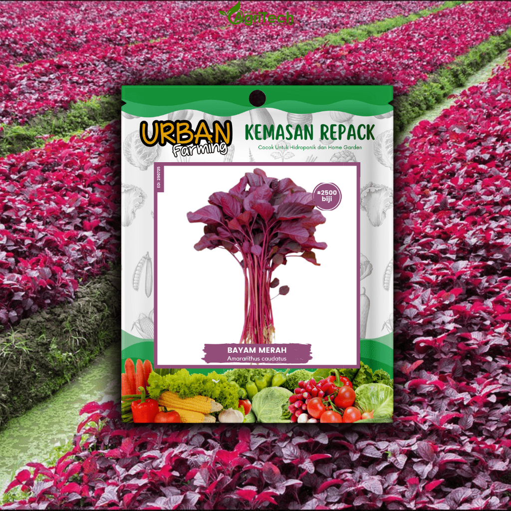 Jual BENIH BIBIT BAYAM MERAH ISI 10.000 SEED NAS REPACK BARU | Shopee ...