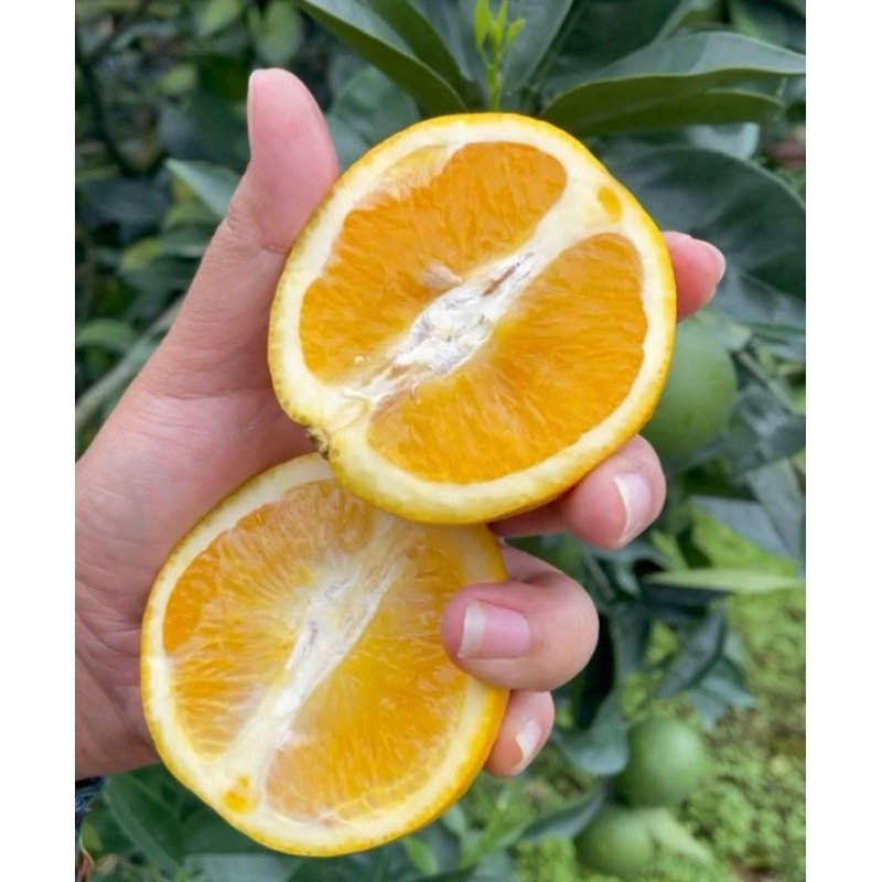 Jual Jeruk Manis Baby Java Remaja ( pulau jawa only ) | Shopee Indonesia