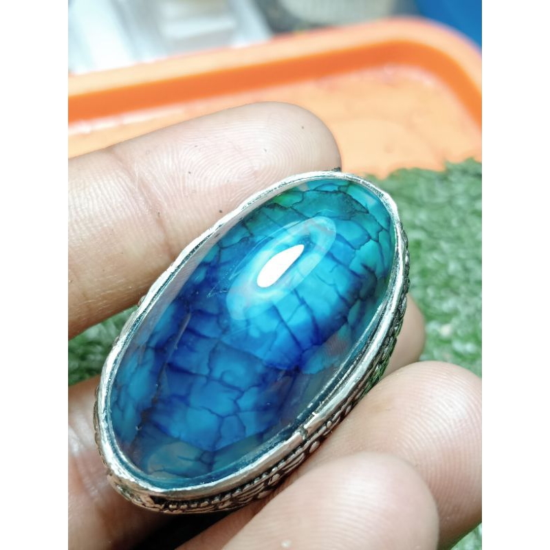 Jual pandan sisik naga | Shopee Indonesia