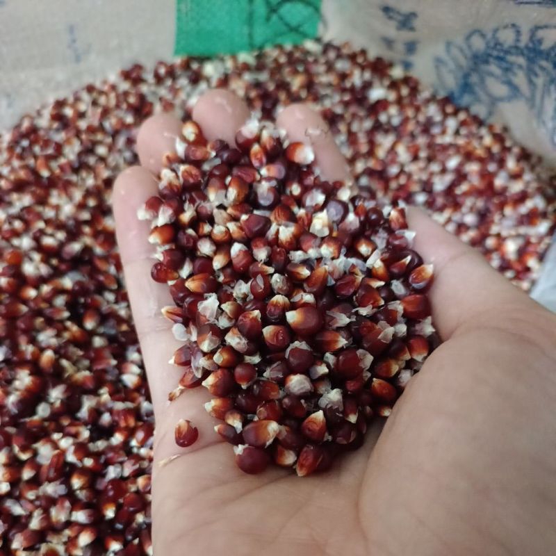 Jual Jagung manggis, Jagung Kristal Merah, Jagung pakan burung dara ...