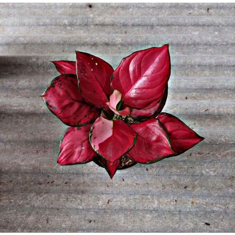 Jual Tanaman hias aglonema Red Anjamani Merah Merona Roset -aglaonema ...