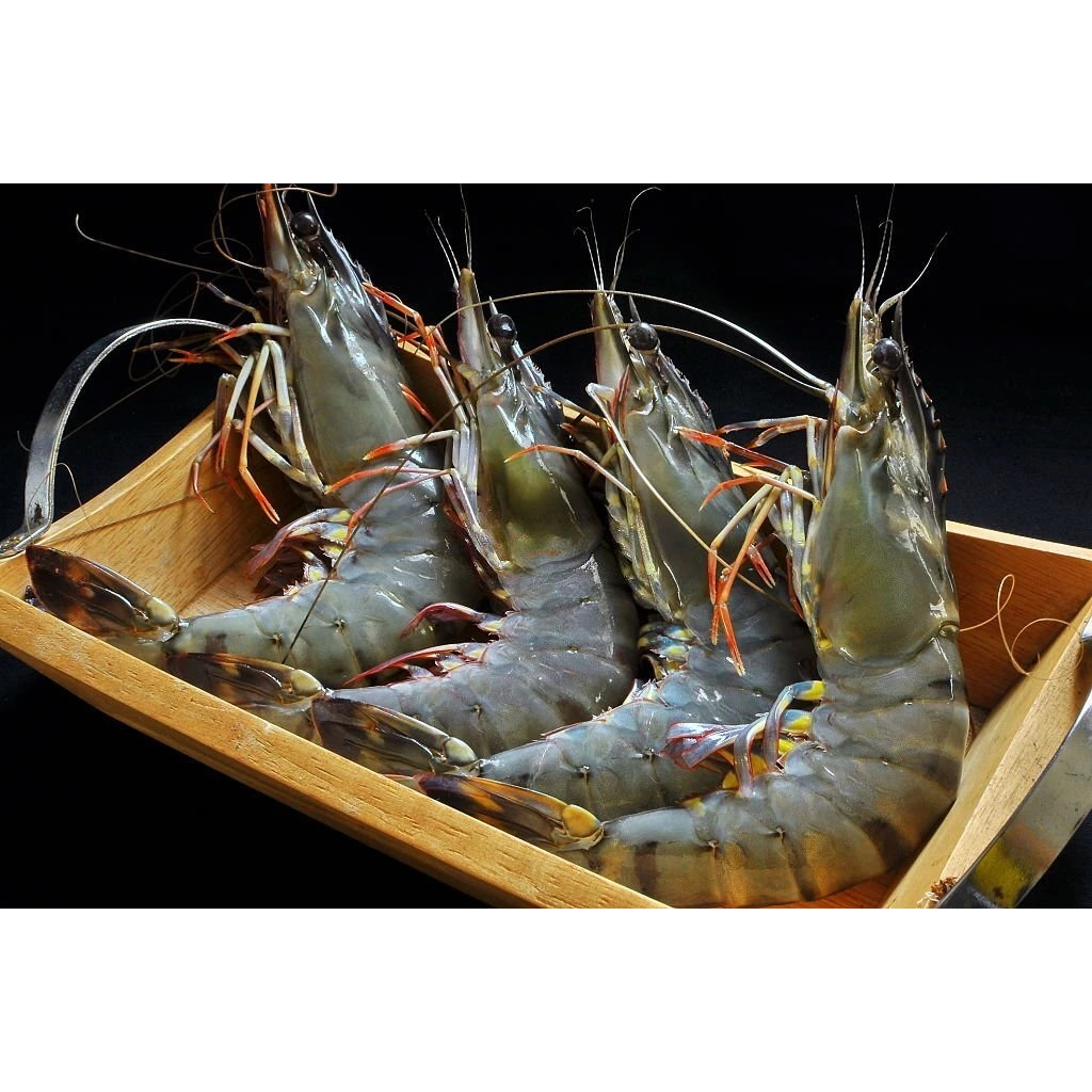 Jual Udang Tiger / Udang pancet / Black Tiger Prawn / Fresh Segar ...
