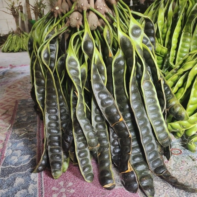 Jual Pete hitam masak pohon isi 15 papan atau lonjor | Shopee Indonesia