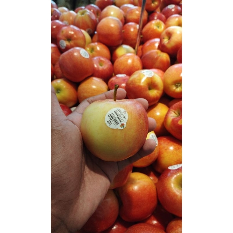 Jual Promo apel royal gala USA fresh | 1 kg | Shopee Indonesia