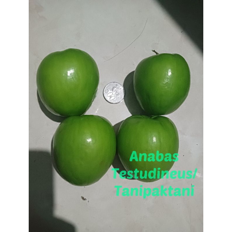 Jual Buah segar apel putsa / bekul / apel india per kg | Shopee Indonesia