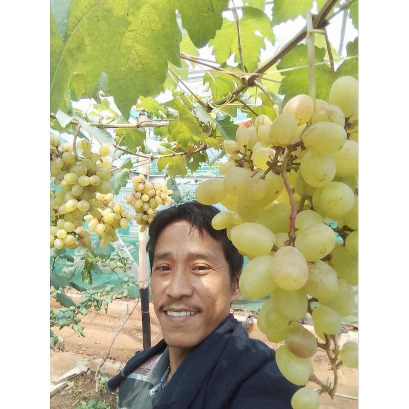Jual Anggur import Jenis jubile buah besar daging tebal manis dan ...