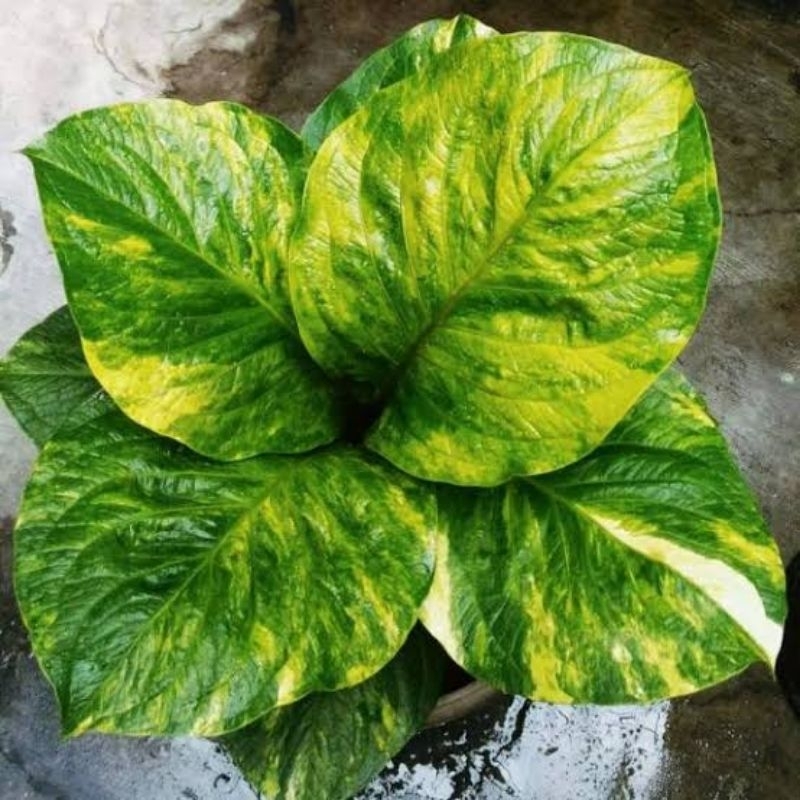 Jual Jemani Cobra Varigata (foto induk yang kita jual anakan nya ...