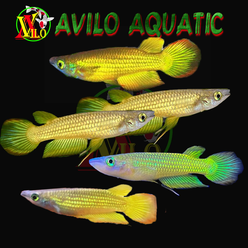 Jual ikan hias aquascape yellow pancax ikan kepala timah killifish ...