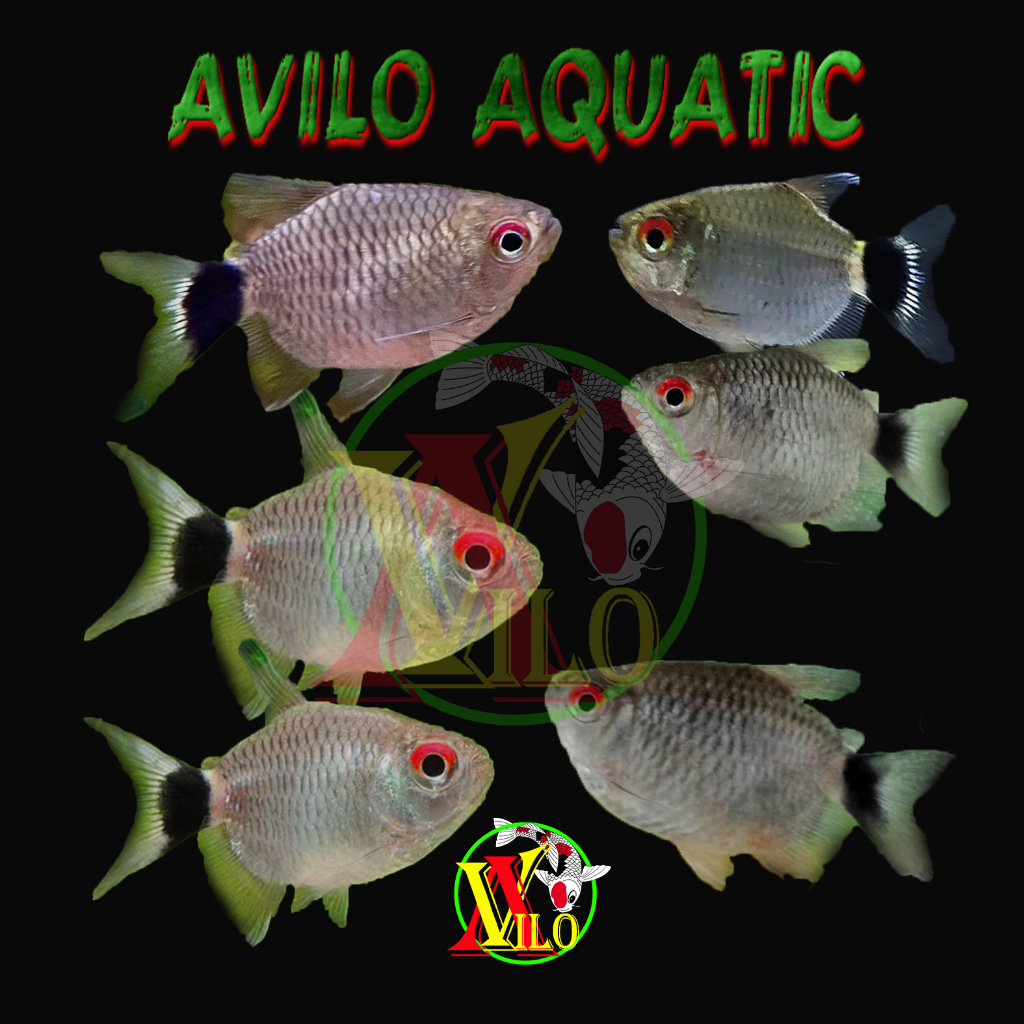 Jual tetra fish red eye balon mata merah ikan aquascape kecil | Shopee ...