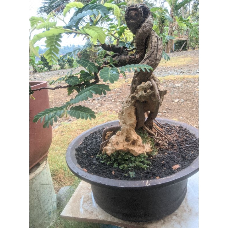 Jual BONSAI ASEM JAWA 1 | Shopee Indonesia
