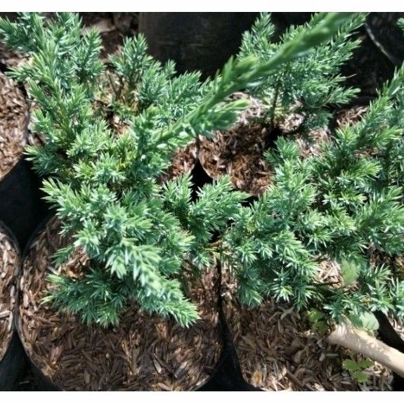 Jual Cemara Sinensis - Juniperus Chinensis - Cemara Cina - Tanaman Hias ...