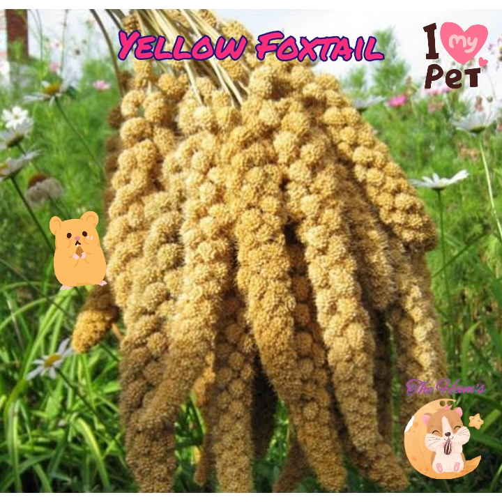 Jual (The Ham's) YELLOW FOXTAIL MILLET SPRAY, JEWAWUT TANGKAI, SNACK ...