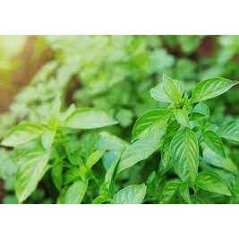 Jual Tanaman Kemangi / Daun Lalap Kemangi bibit sayuran | Shopee Indonesia