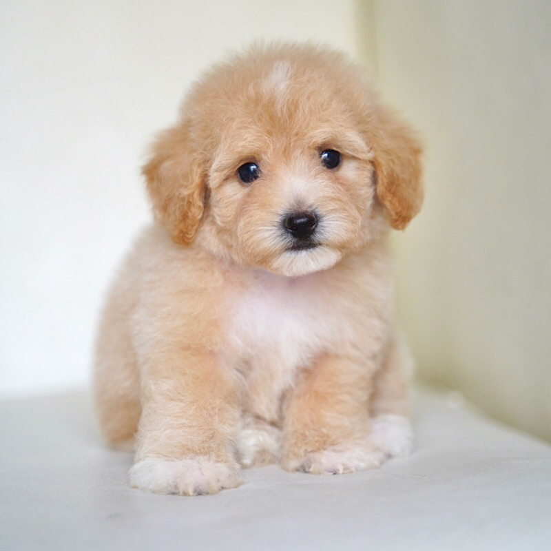 Jual Puppy Poodle Super Cute Male Apricot Mismark | Shopee Indonesia