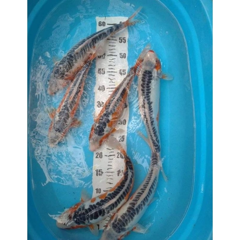 Jual Paket bibit susui-asagi& aka matsuba 5-7 cm paket isi 7 ekr ...