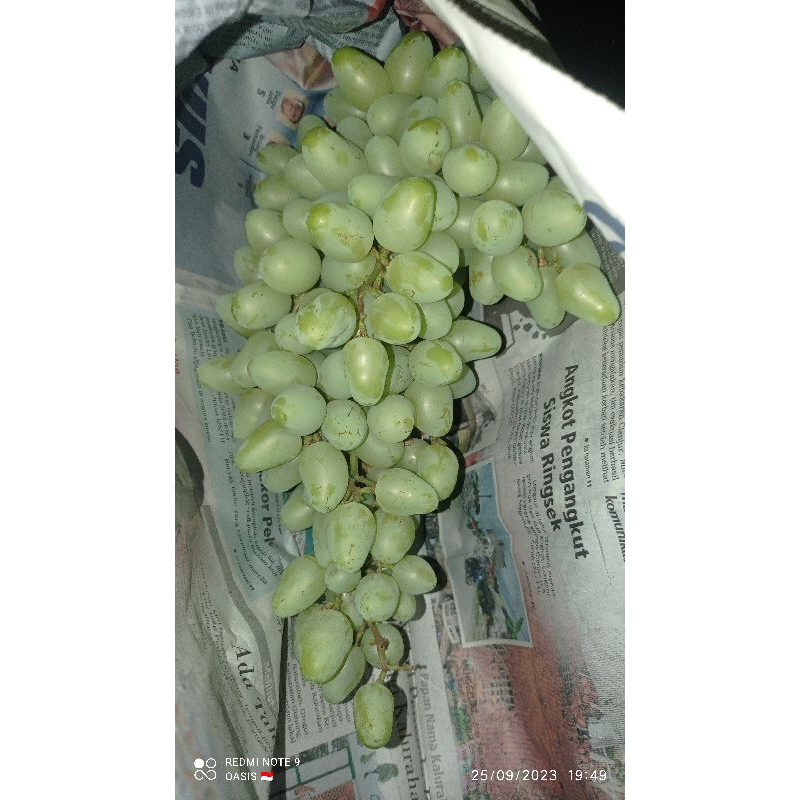 Jual BIBIT ANGGUR 60cm S/d 100cm berbagai varian | Shopee Indonesia