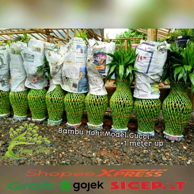 Jual TANAMAN HIAS BAMBU HOKI MODEL GUCI 1 METER / BAMBU REJEKI / LUCKY ...