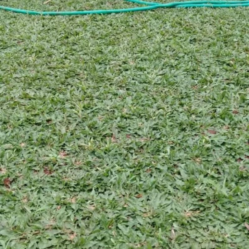 Jual rumput gajah mini hijau 3 meter persegi | Shopee Indonesia