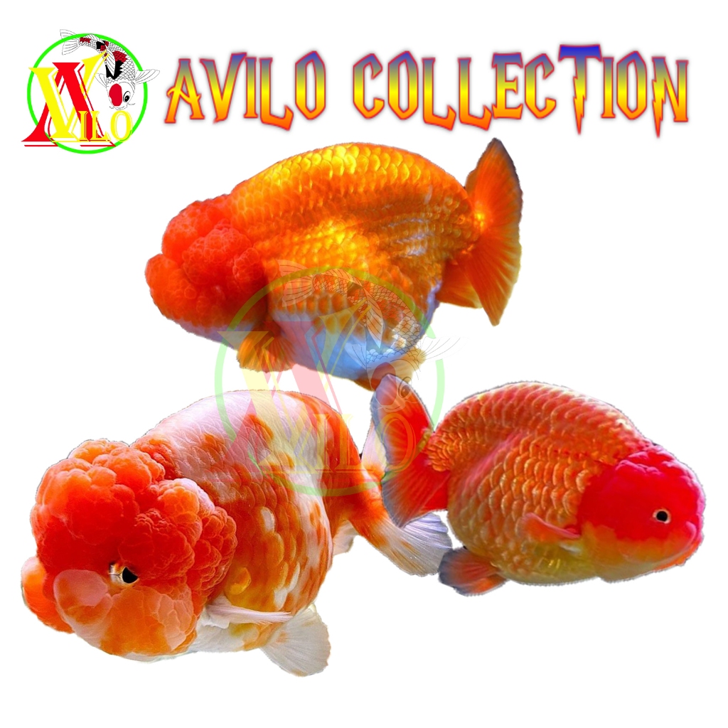 Jual ikan hias mas koki ranchu merah kombinasi ukuran 6 - 7 cm | Shopee ...