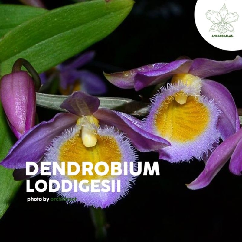 Jual Anggrek Dendrobium Mini Loddigesii | Shopee Indonesia