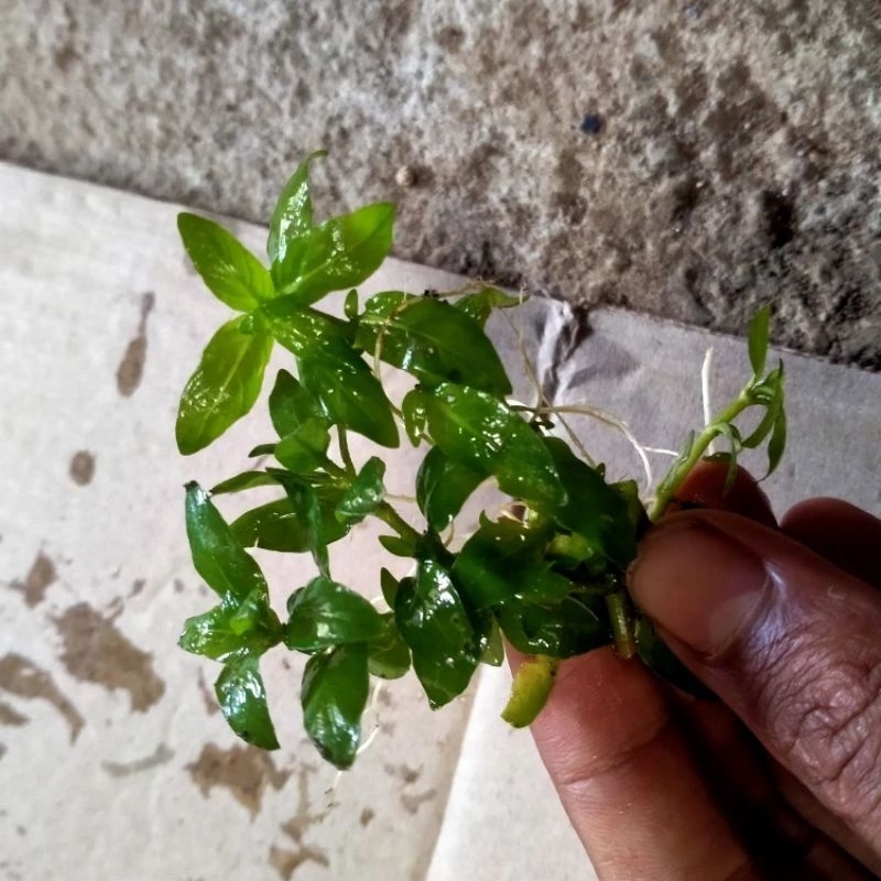 Jual Strogen repens per 5 batang tanaman aquascape | Shopee Indonesia