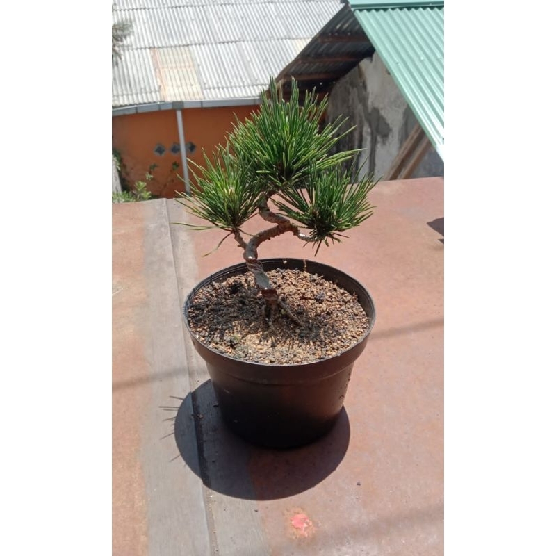 Jual Bonsai Japanese Black Pine/ Pinus Thunbergii | Shopee Indonesia