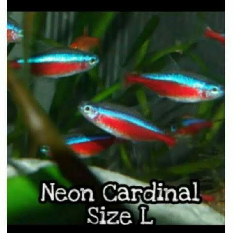 Jual IKAN HIAS AQUASCAPE NEON CARDINAL / NEON TETRA / NEON CARDINAL ...