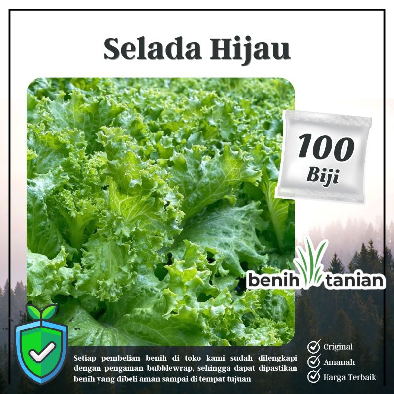 Jual 100 Biji Benih Selada Hijau Grand Rapid Bibit Sayuran Unggul Known You Seed | Shopee Indonesia