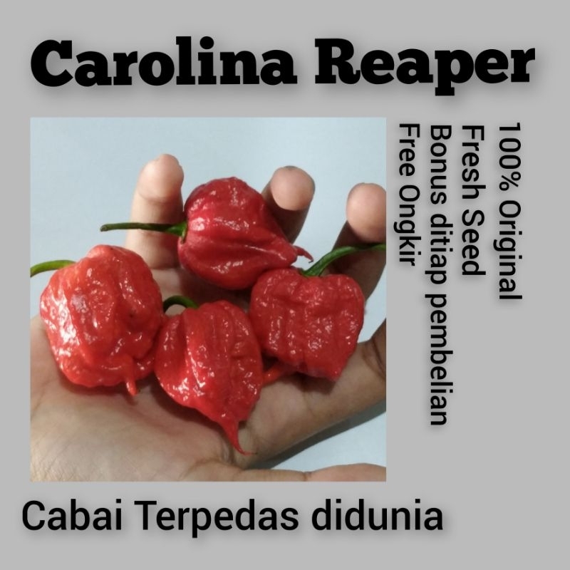 Jual Cabe Carolina Reaper Benih Cabai Terpedas di Dunia | Shopee Indonesia