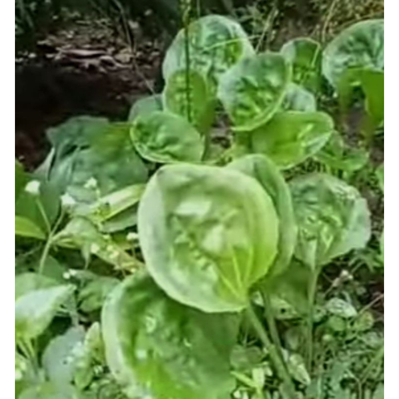 Jual daun sendok/ Ki urat segar 1kg | Shopee Indonesia