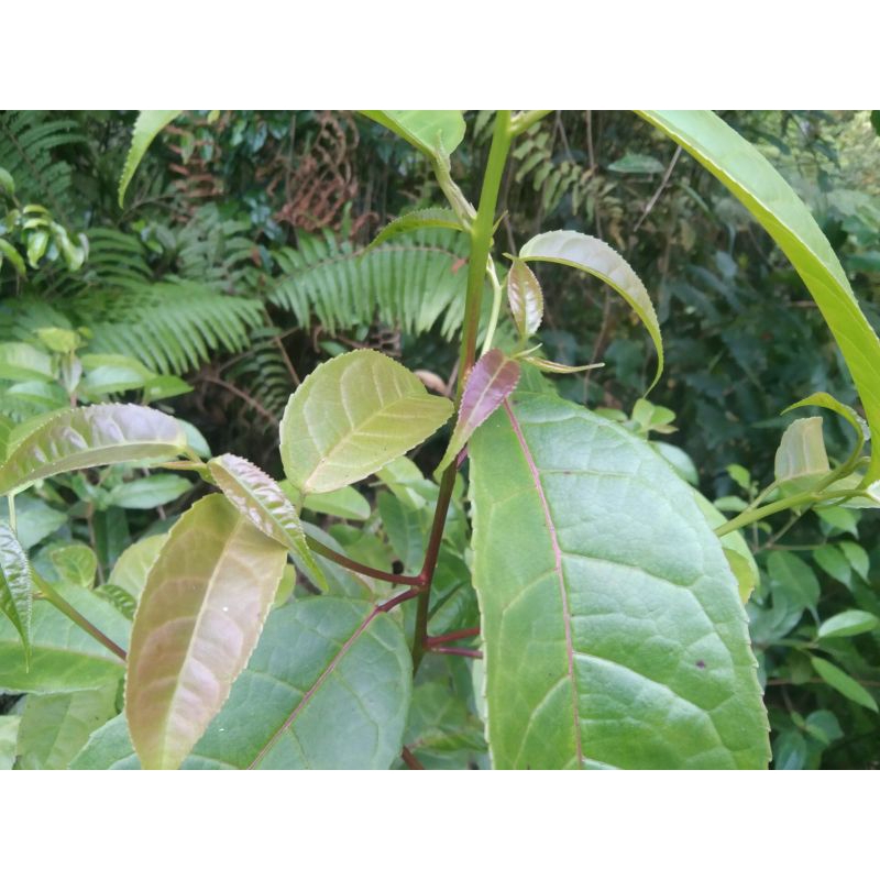 Jual Pucuk daun rasamala segar lalap/herbal 250 gram | Shopee Indonesia